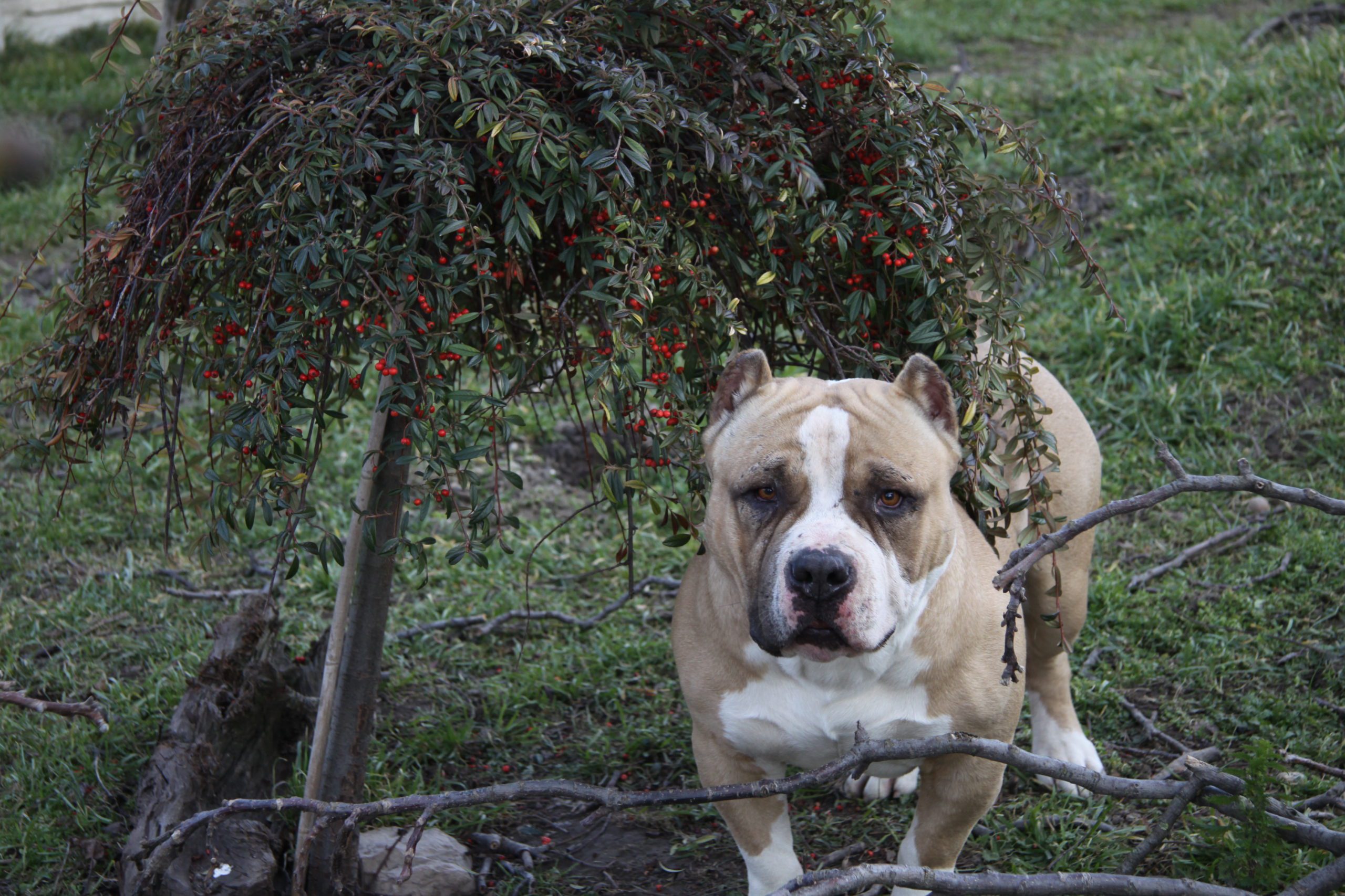 How Friendly are American Bullies with Other Animals? - American Bully ...