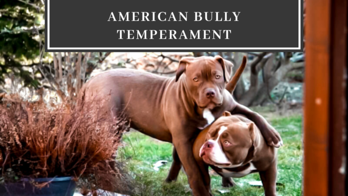 A Complete Guide to Caring for Your American Bully Puppy - American ...