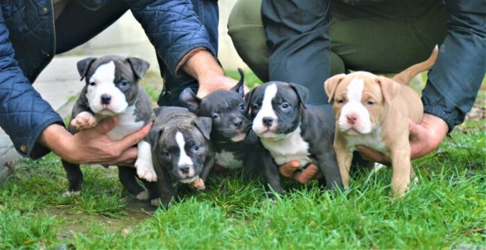 A Complete Guide to Caring for Your American Bully Puppy - American ...