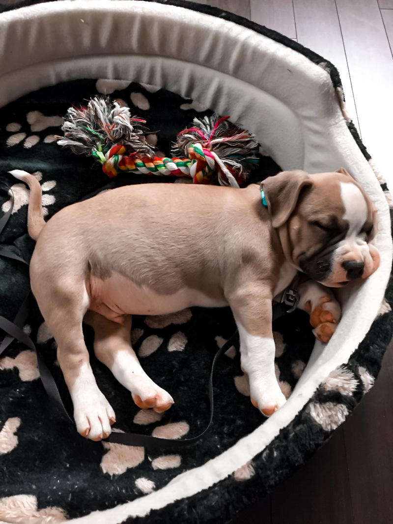 A Complete Guide to Caring for Your American Bully Puppy - American ...