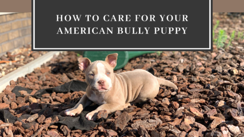 A Complete Guide to Caring for Your American Bully Puppy - American ...