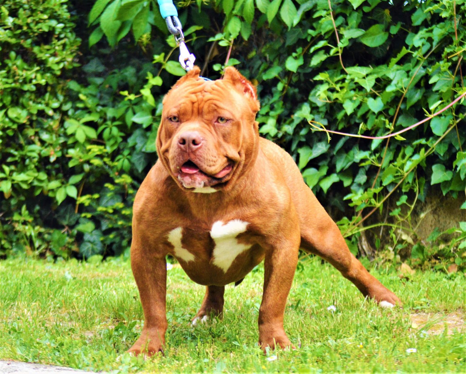American Bully XL vs XXL: Understanding the differences - American ... American Bully XL vs XXL: Understanding the differences - American ...