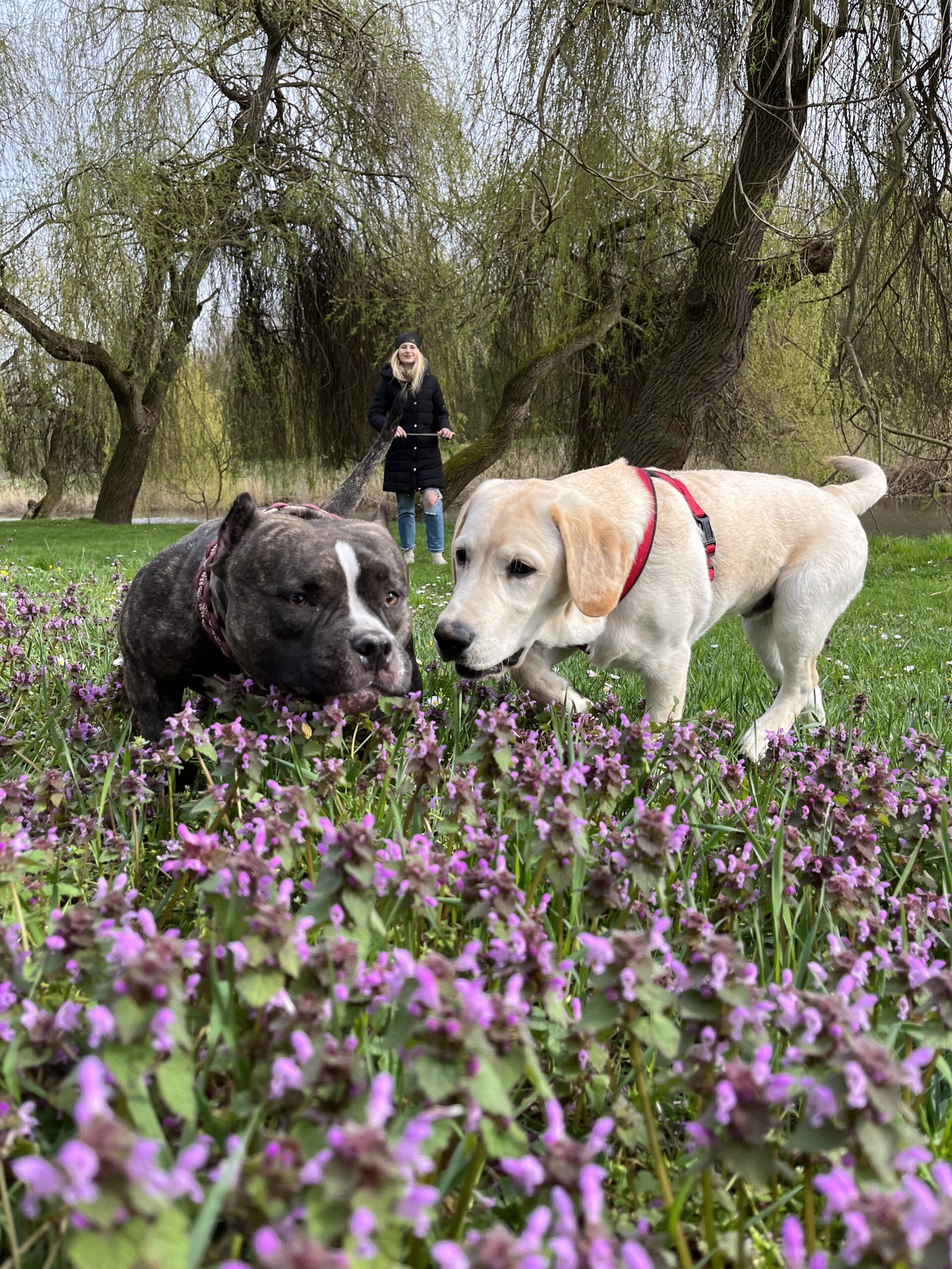 Debunking the Myth: Are American Bullies dangerous? - American Bully Lover Debunking the Myth: Are American Bullies dangerous? - American Bully Lover