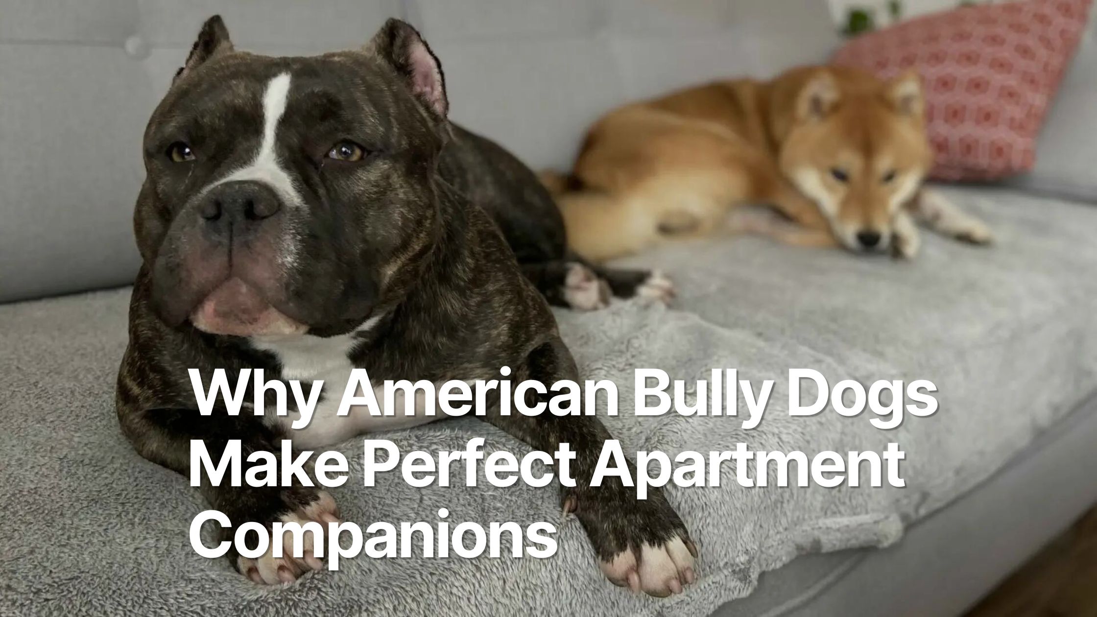 Why American Bully Dogs Make Perfect Apartment Companions - American ...