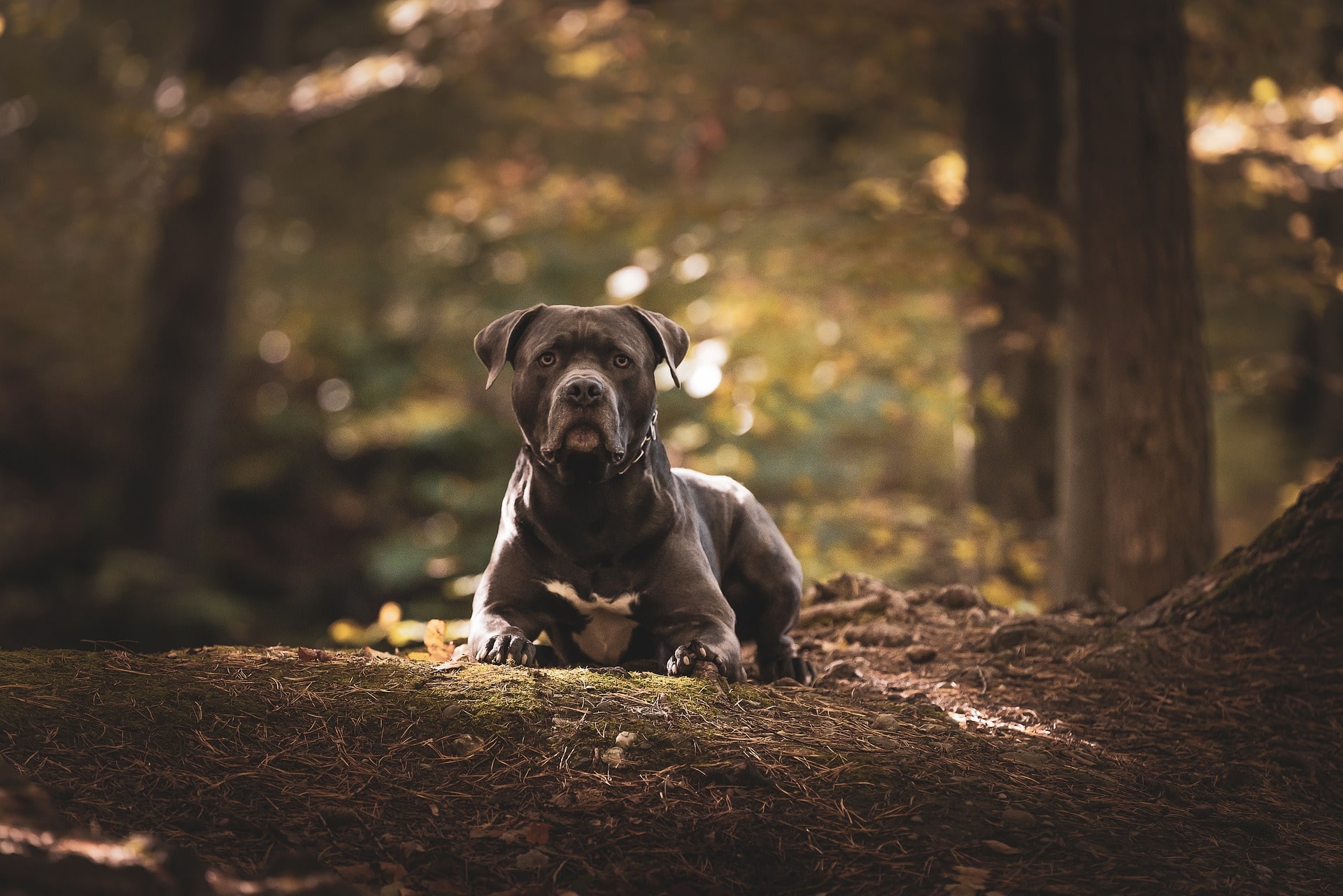 American Bully FAQ: Answers to Your Burning Questions - American Bully ...