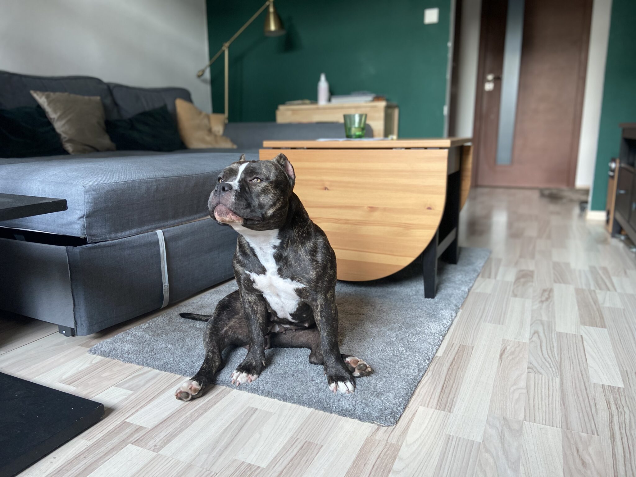 Why American Bully Dogs Make Perfect Apartment Companions - American ...